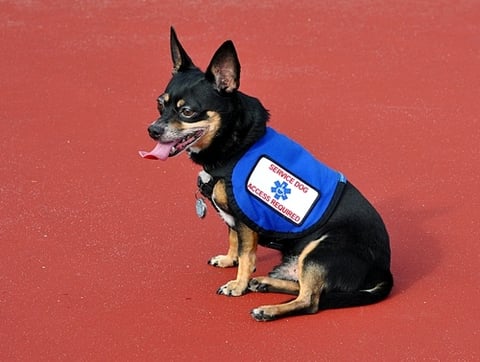 Transporting Service Animals on School Buses